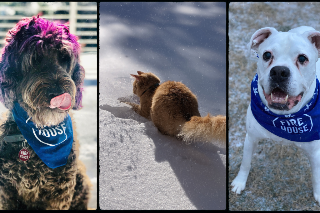 Prep For Everything This Winter: How To Protect Your Pets During Austin ...